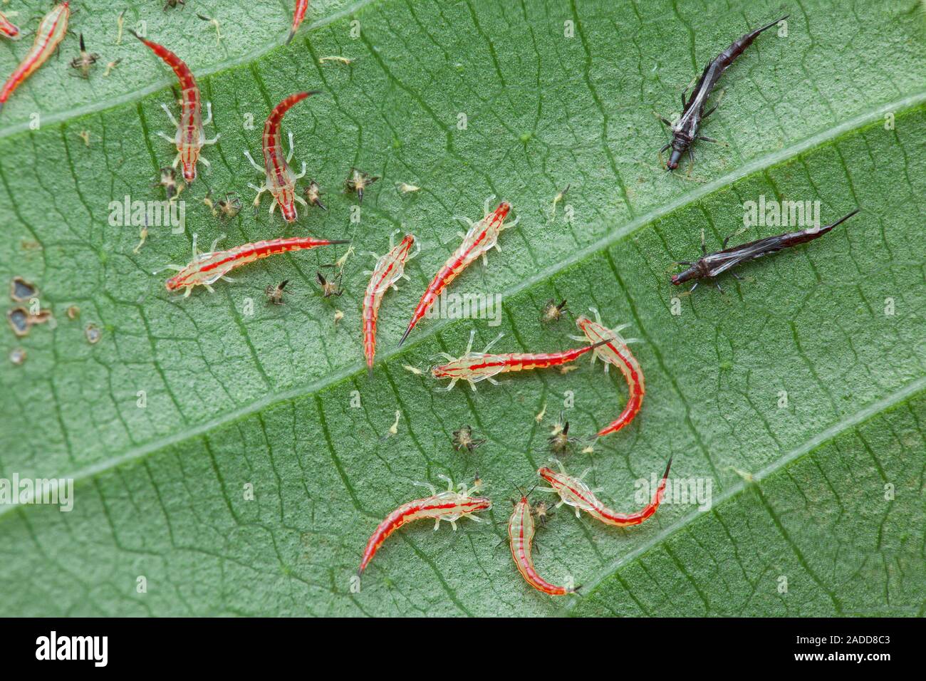 Thrip larvae moulting. Thrip larvae hatch onto the leaves of their host ...