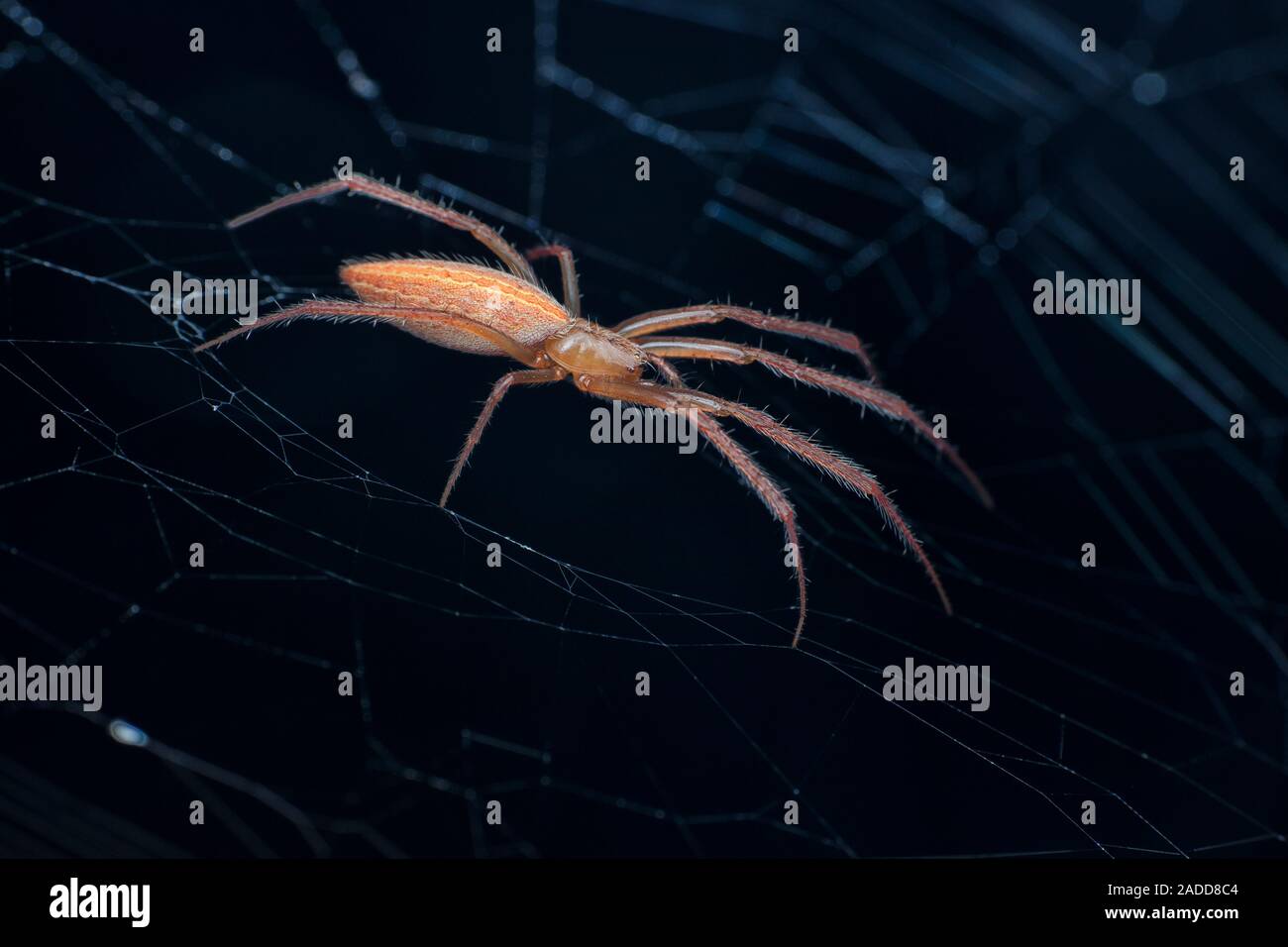 Orb-weaver spider (Larinia sp.) on its web. Orb weaver spiders build ...