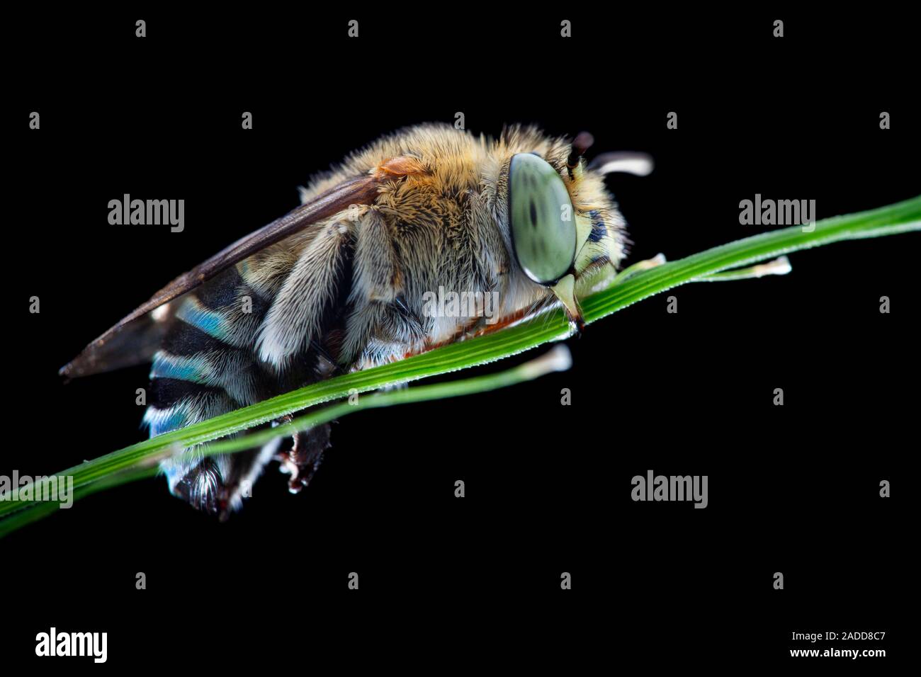 Blue-banded bee (Amegilla sp.), a solitary species, resting on a stalk ...