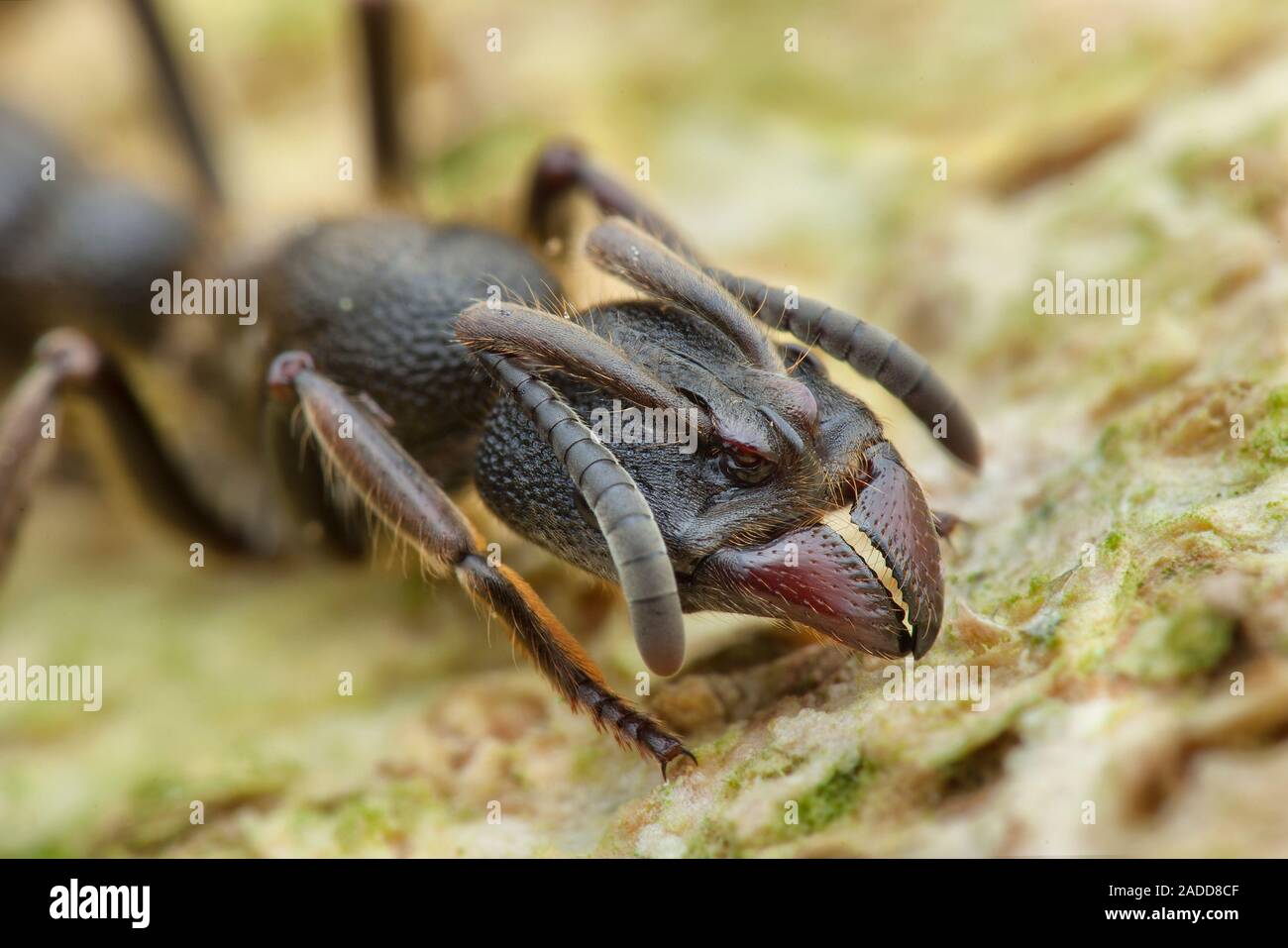 Close-up of the head of an ant showing its powerful jaws, and segmented ...