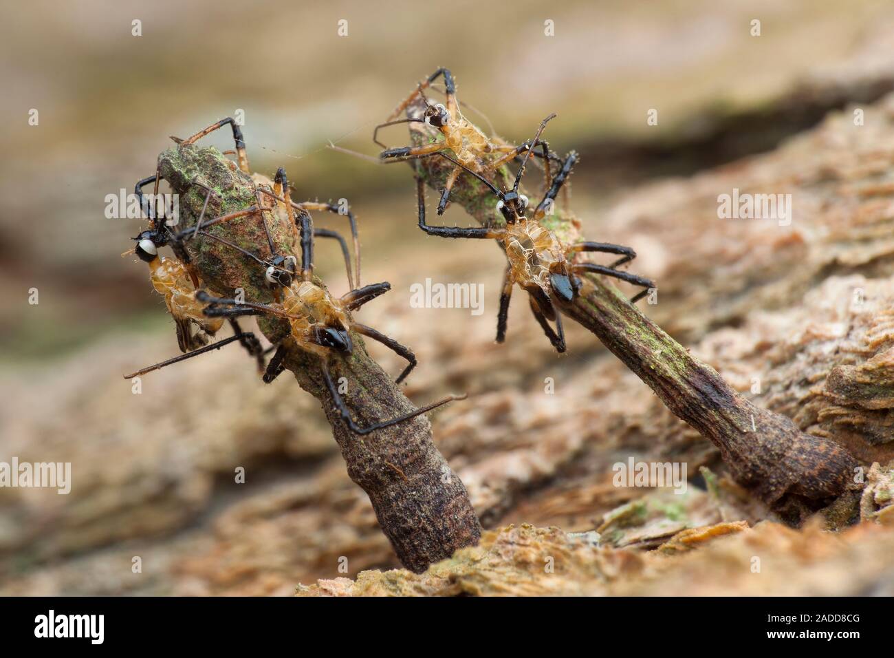 Shed skins of assassin bug nymphs. Assassin bugs (family Reduviidae ...