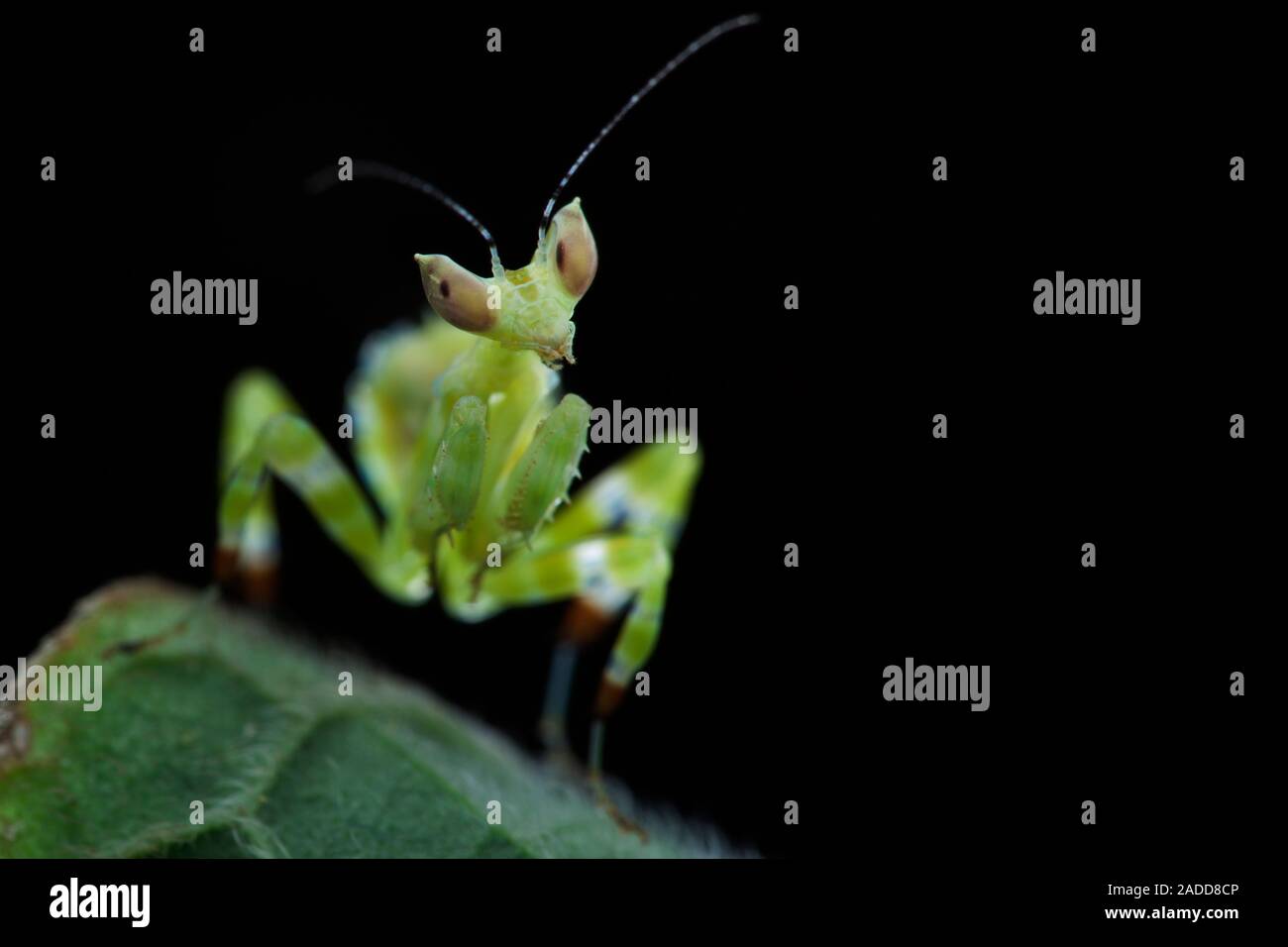 Flower praying mantis nymph. Close-up of the nymph of a flower praying ...