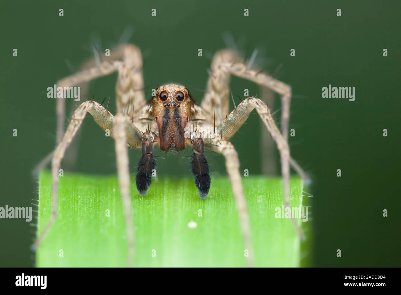Wolf spider. Wolf spiders (family Lycosidae) are fast-running a ...