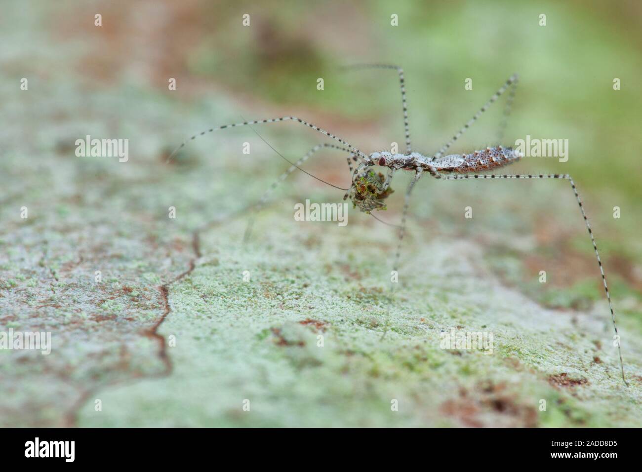 Thread-legged assassin bug (sub-family Emesinae) with prey. These are ...