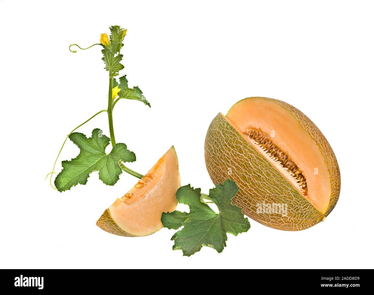 Segment of melon hi-res stock photography and images - Alamy