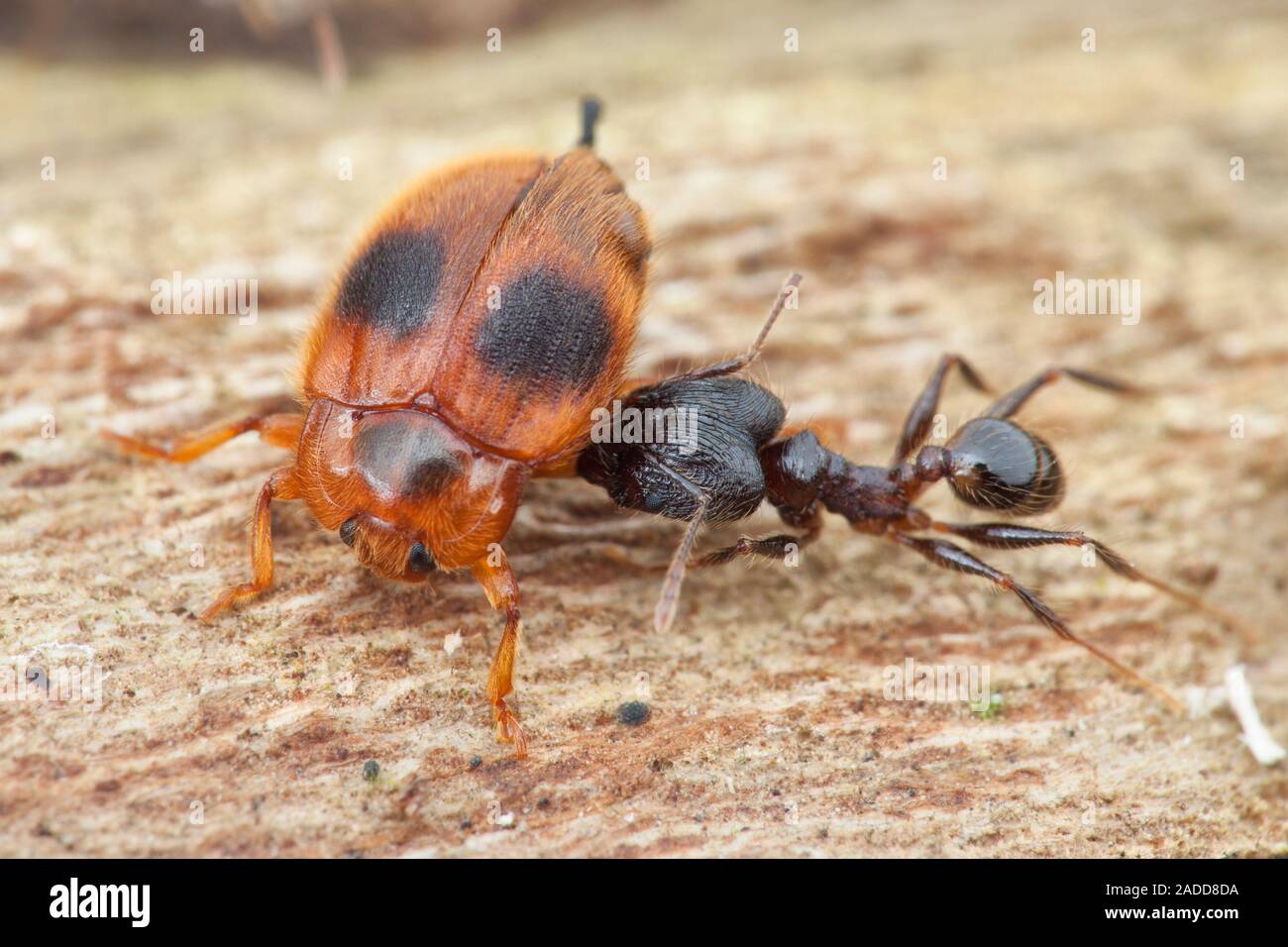 Ant attacking a handsome fungus beetle (Stenotarsus pardalis). These beetles feed on fungi, and ...