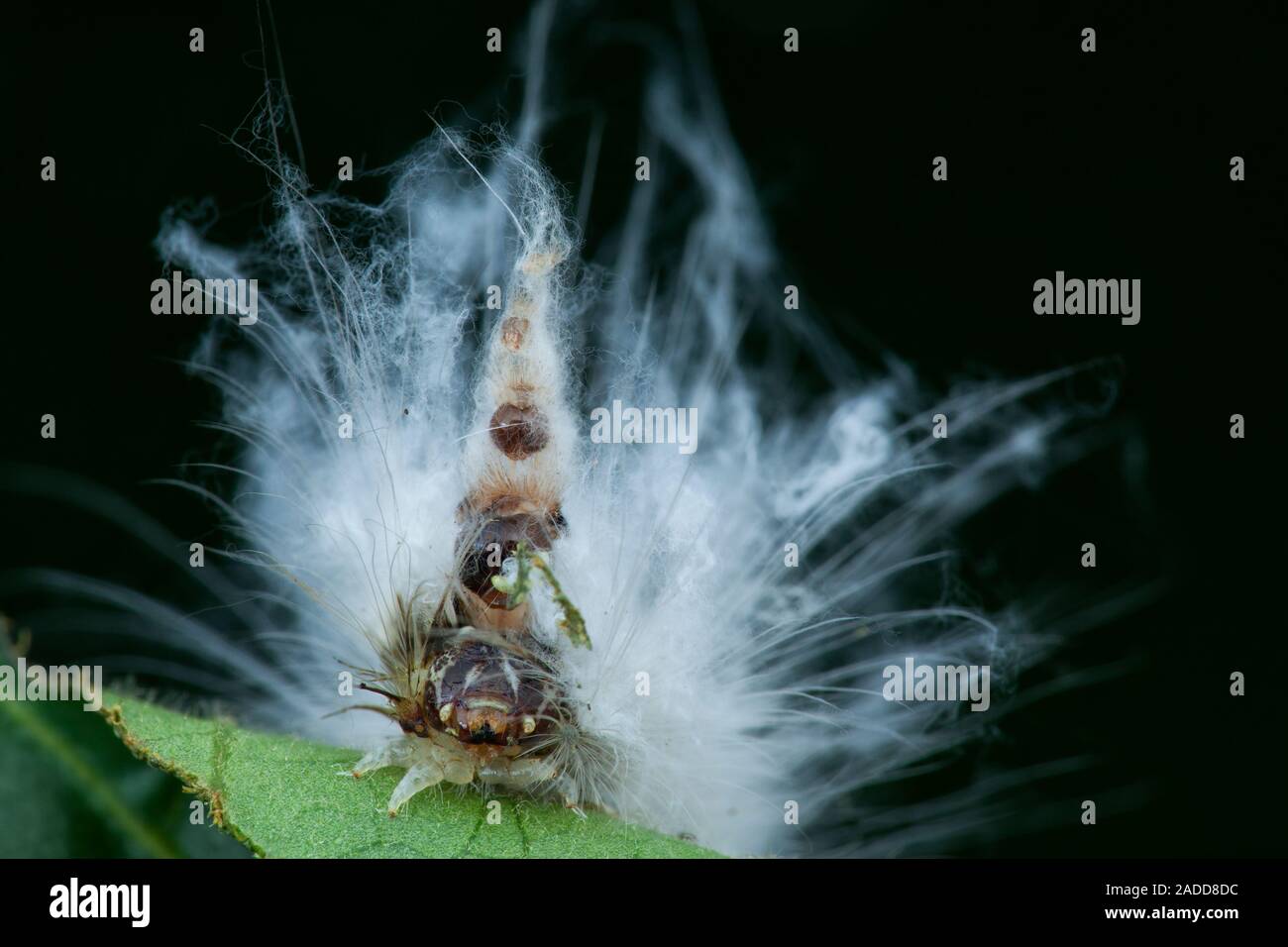 Moth caterpillar (Sarbena lignifera) wearing its moulted exoskeleton ...