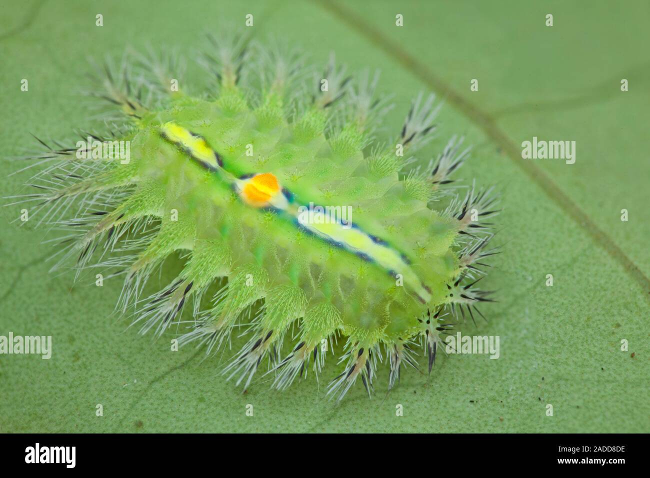 Slug caterpillar. Close-up of the larva (caterpillar) of a slug moth ...