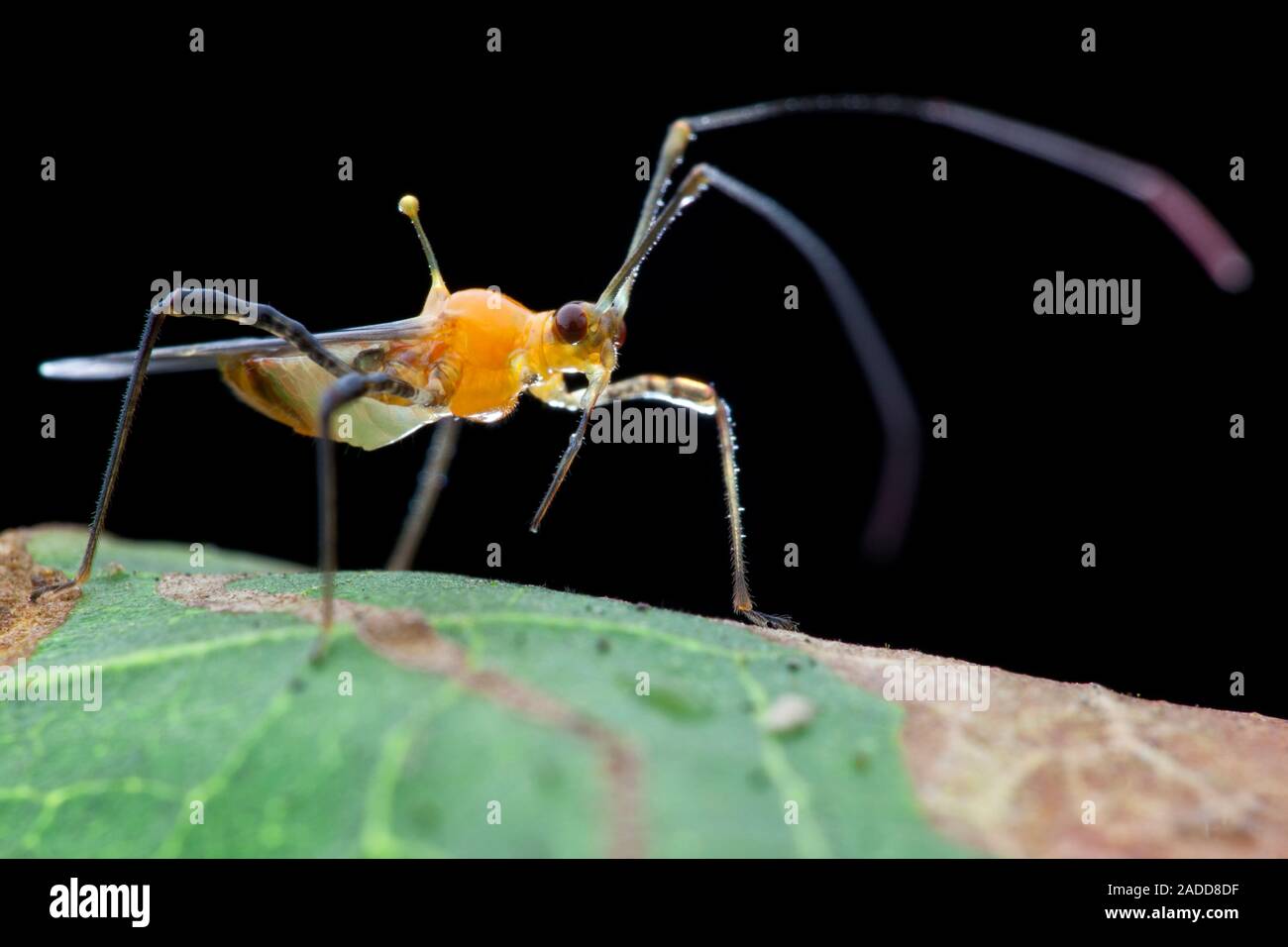 Mosquito bug (Helopeltis theivora). This insect is a pest of cacao, tea ...