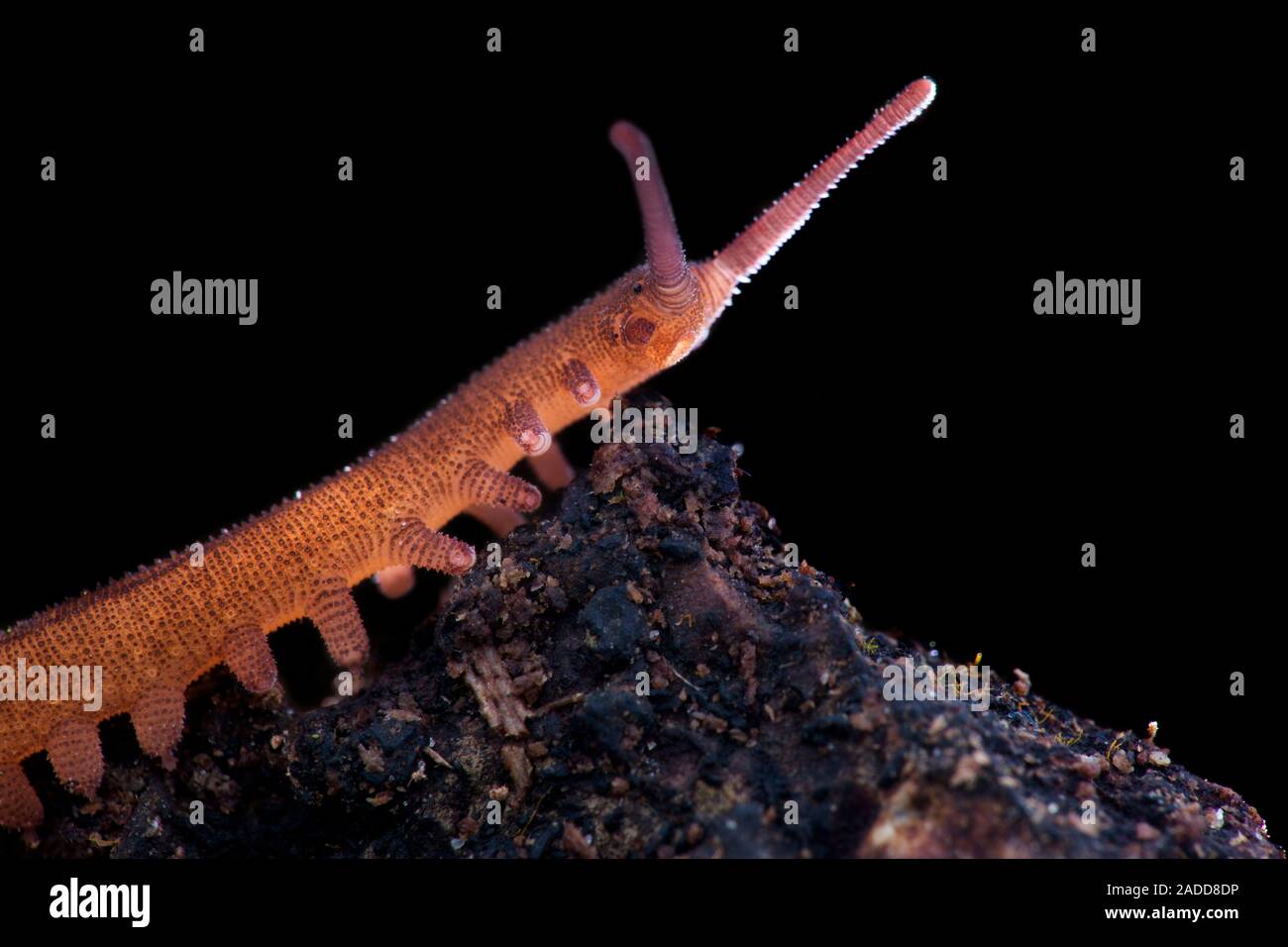 Velvet worm. The velvet worm is a worm-like segmented animal related to ...