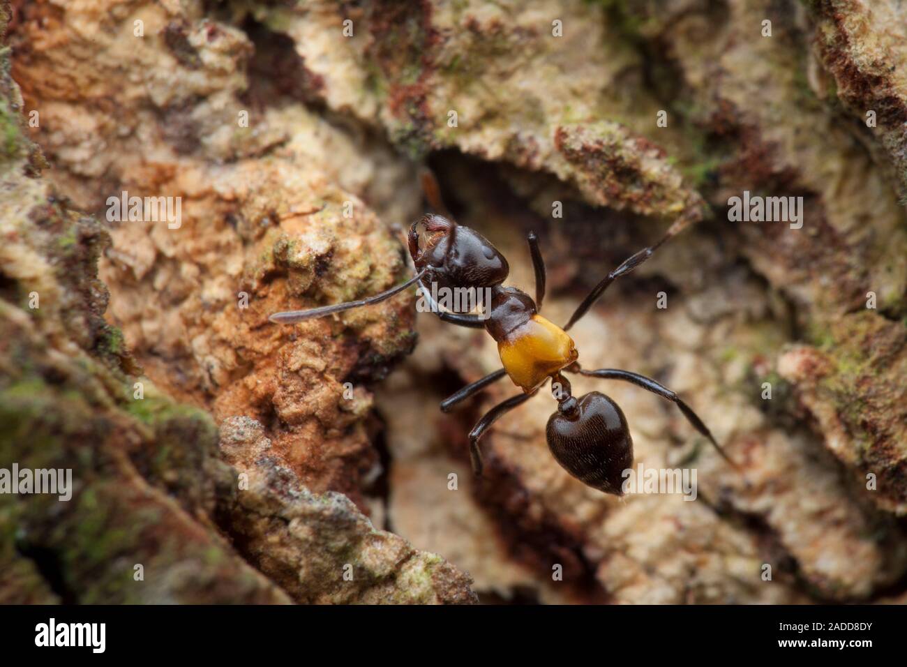 Saint Valentine ant (Crematogaster inflata). Saint Valentine ants are ...