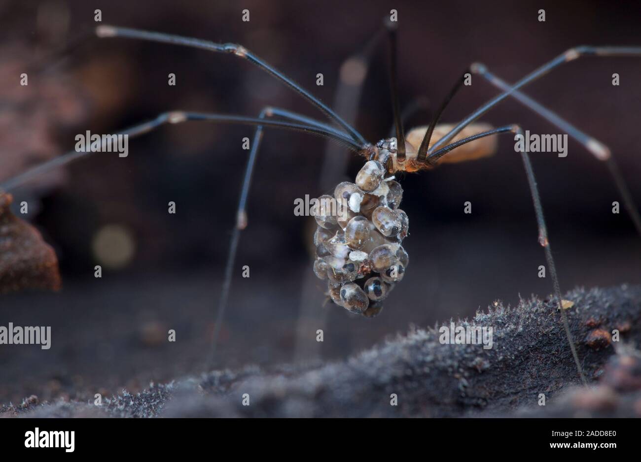 Cellar spider (family Pholcidae) carrying eggs infested with parasites ...