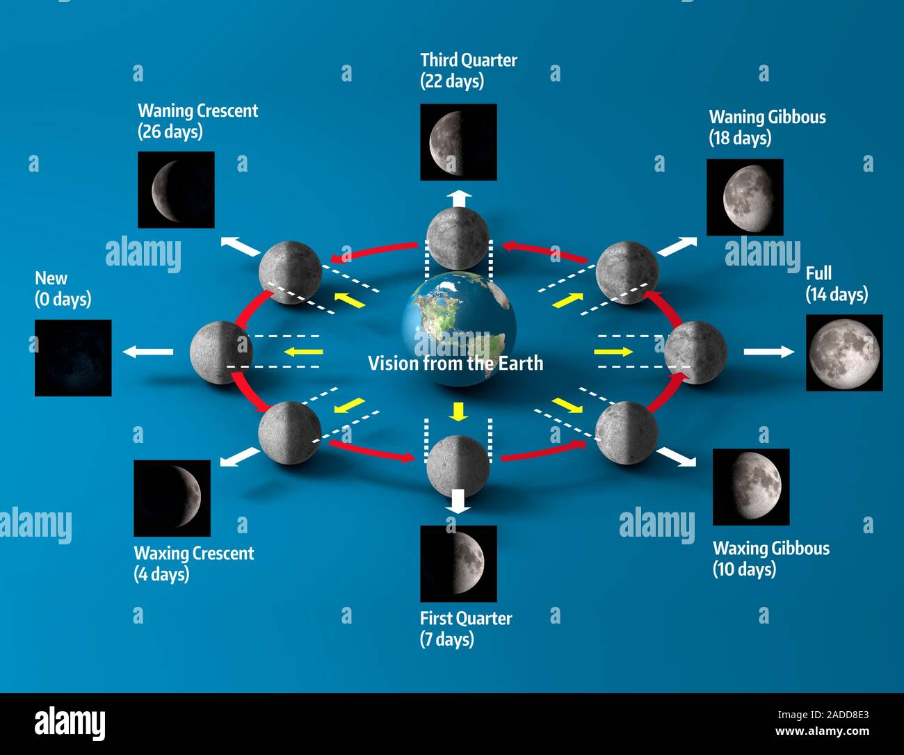 Diagram of the lunar cycle as viewed from Earth. The moon travels a ...