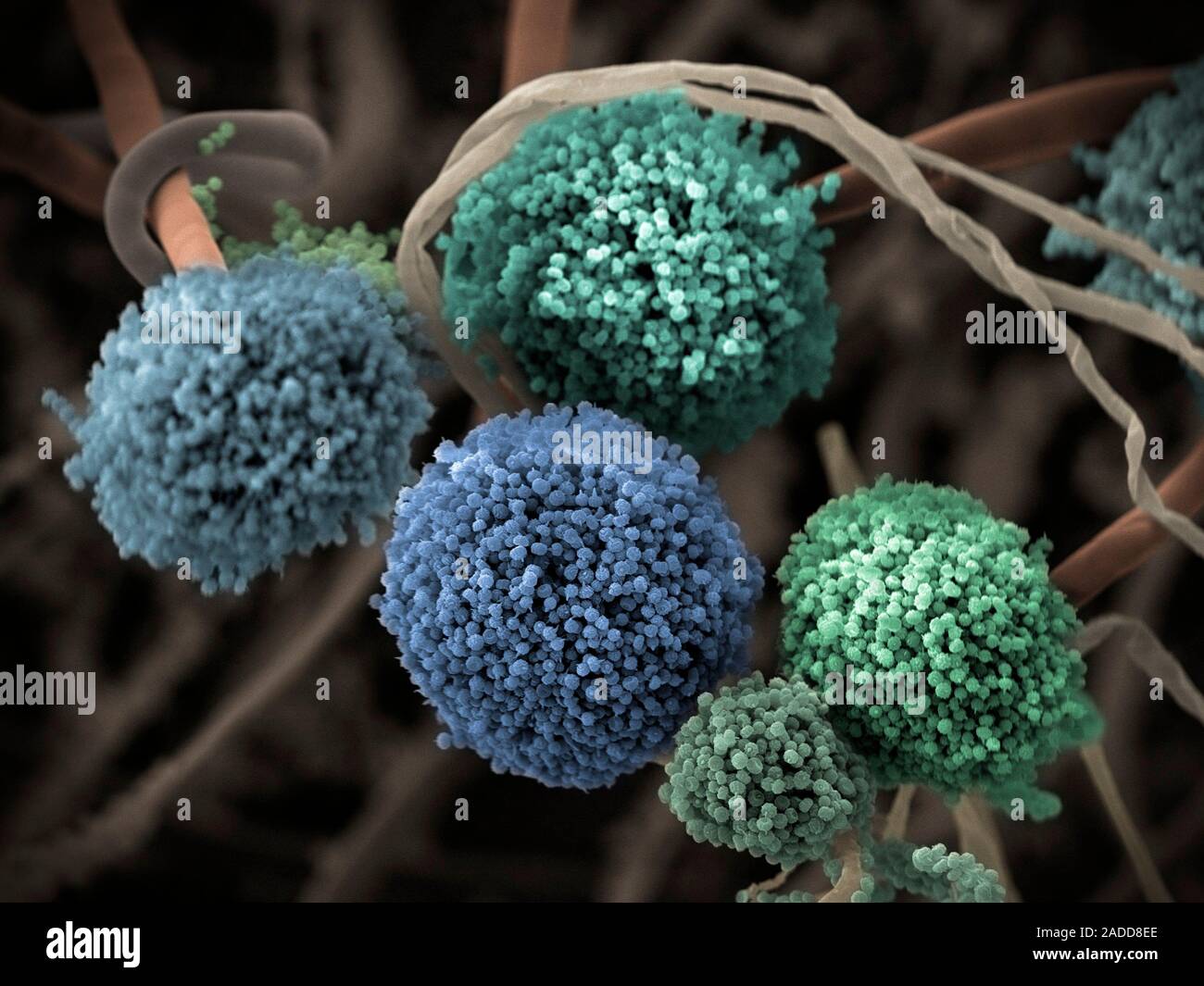 Coloured scanning electron micrograph (SEM) of fruiting bodies ...