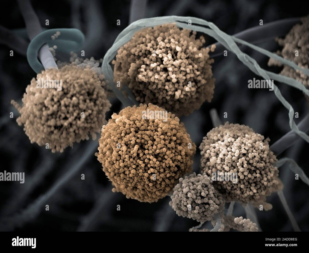 Coloured scanning electron micrograph (SEM) of fruiting bodies (conidiophores) and hyphae of the ...
