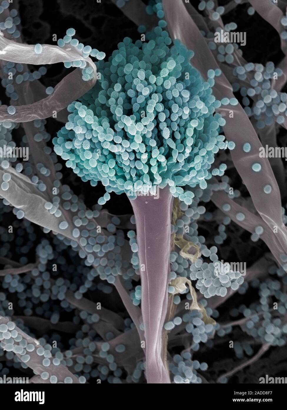 Coloured scanning electron micrograph (SEM) of fruiting bodies (conidiophores) and hyphae of the ...