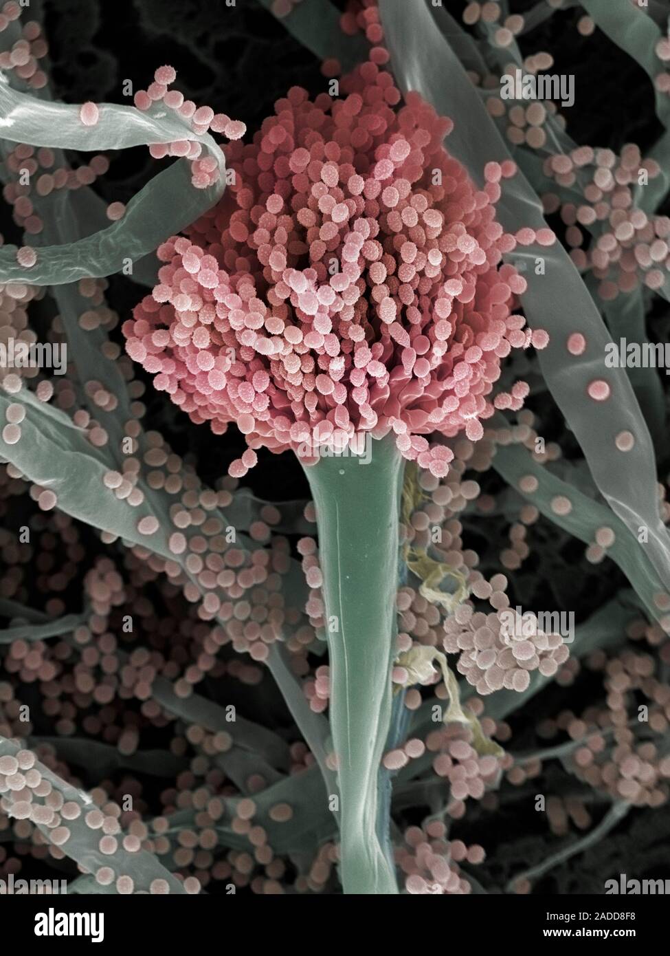 Coloured scanning electron micrograph (SEM) of fruiting bodies (conidiophores) and hyphae of the ...
