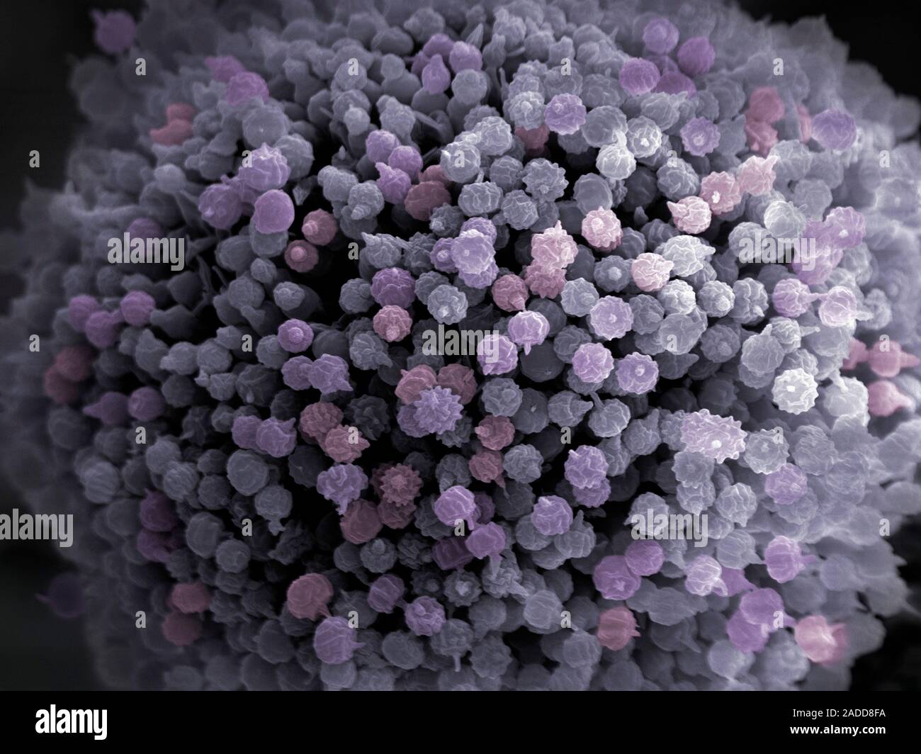 Aspergillus Colour