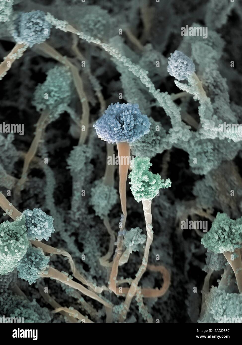 Coloured scanning electron micrograph (SEM) of fruiting bodies (conidiophores) and hyphae of the ...