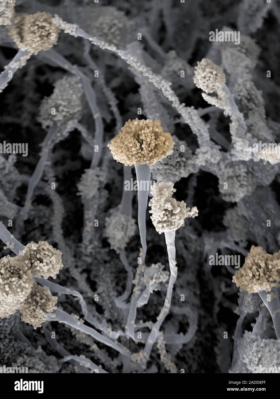 Coloured scanning electron micrograph (SEM) of fruiting bodies ...