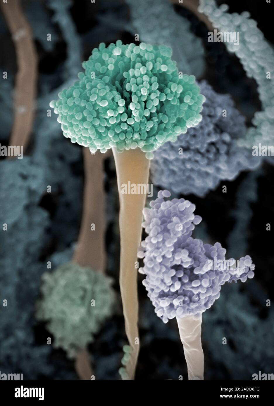 Coloured scanning electron micrograph (SEM) of fruiting bodies (conidiophores) and hyphae of the ...