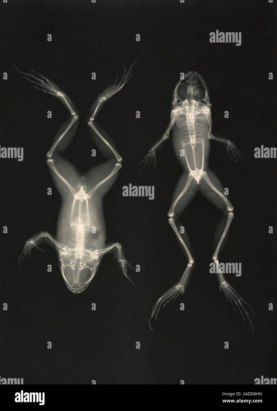 X-rays of a frog. X-ray photogravures of a frog from the front and back ...