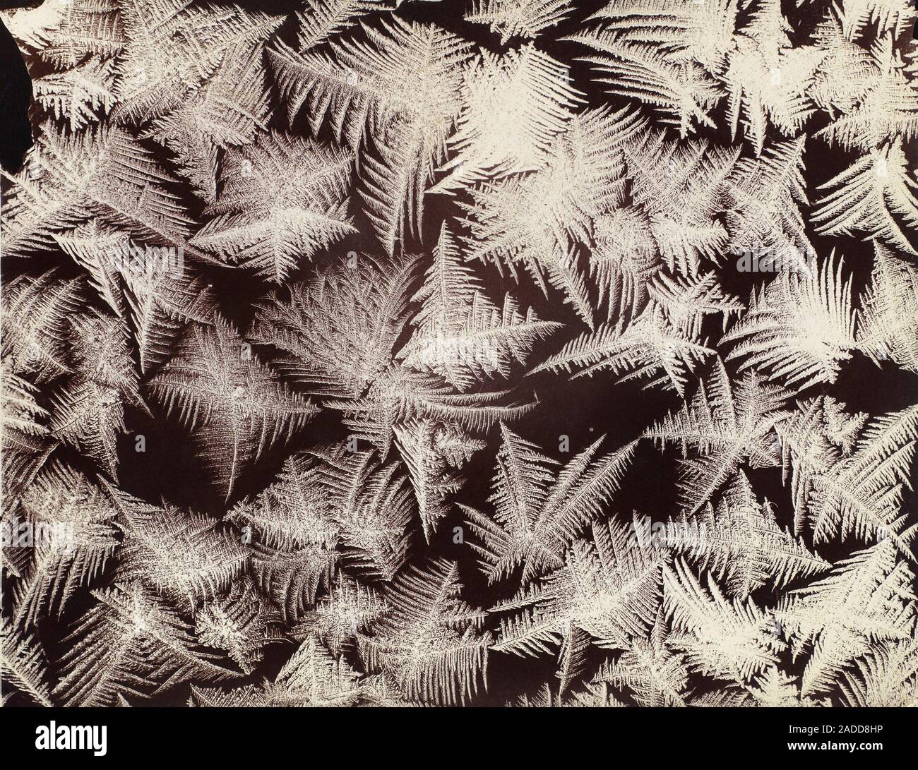 Frost patterns, photographed by Wilson Bentley. Early gelatin silver ...
