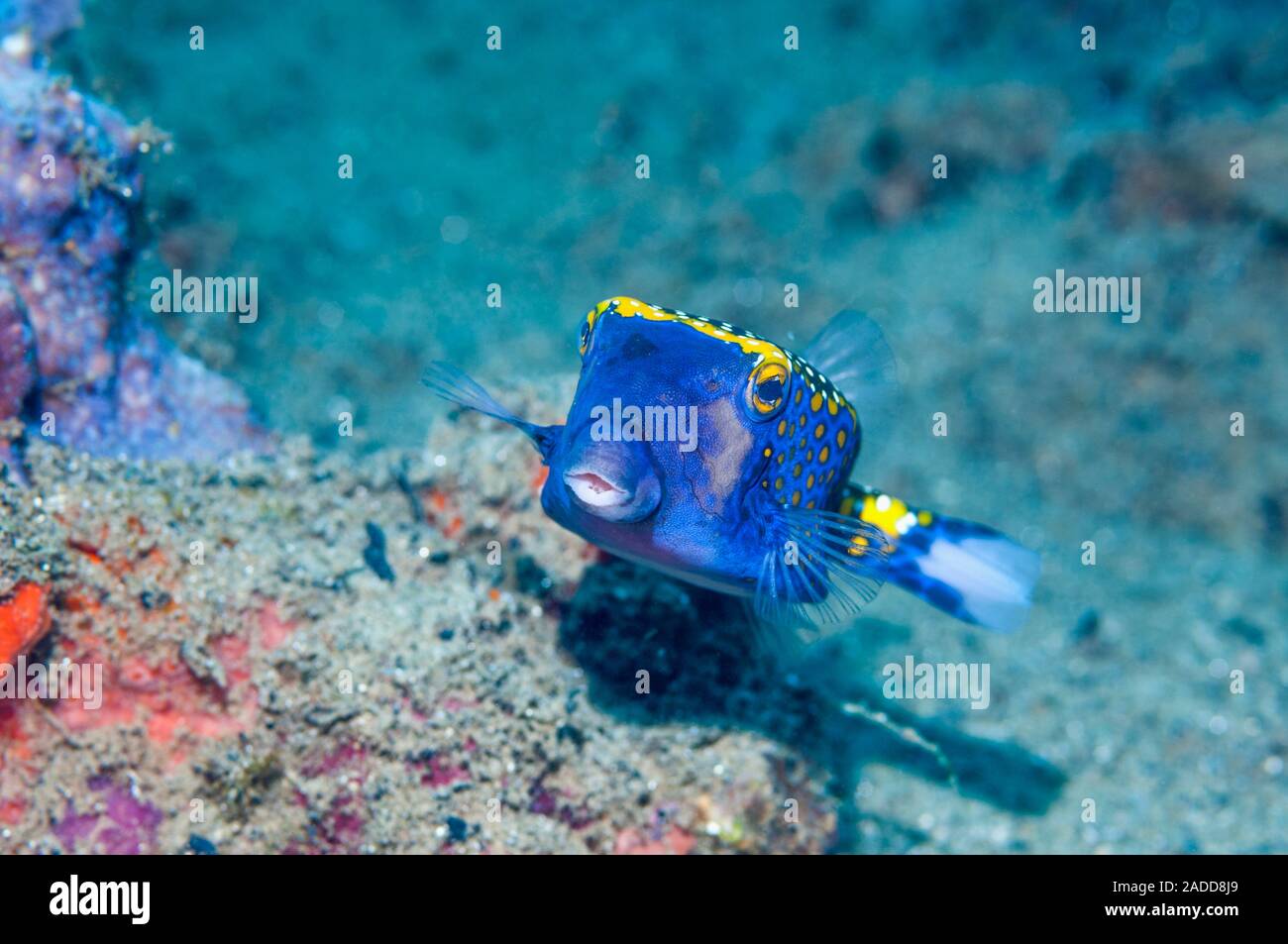 White-spotted boxfish (Ostracion meleagris) on a reef. This fish is ...