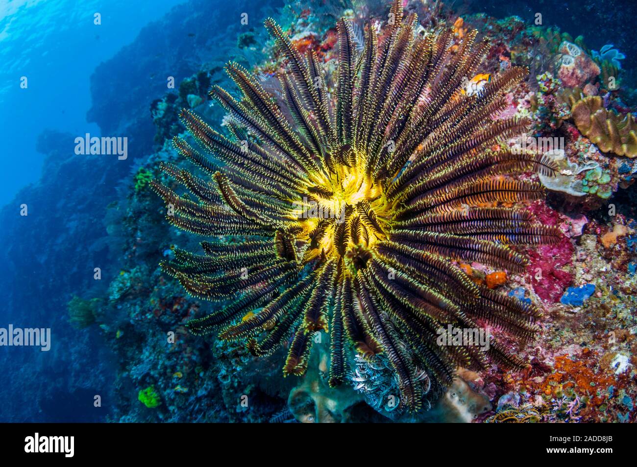 Featherstar on reef. Featherstars (also called crinoids) are primitive ...