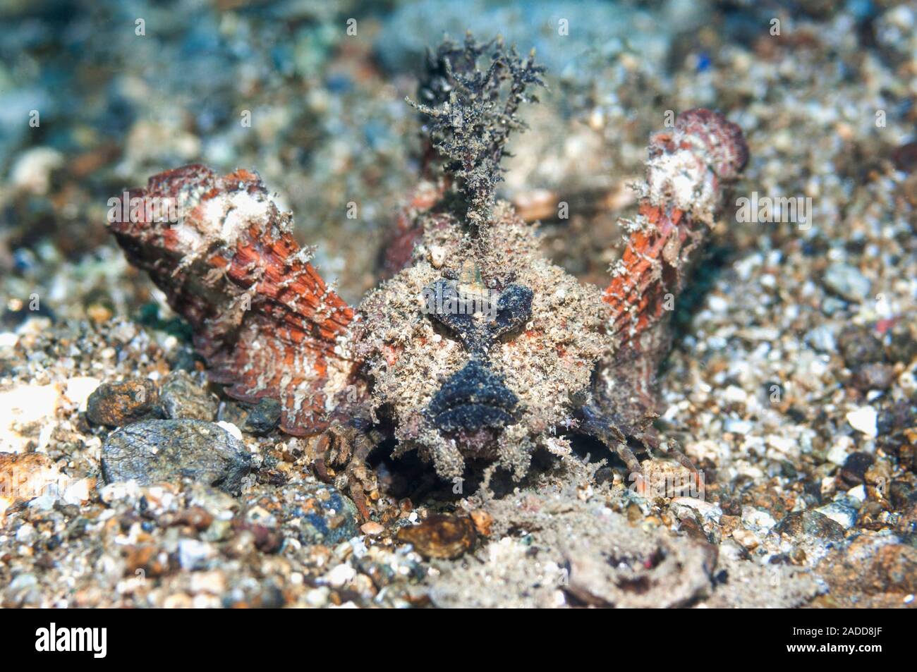 Spiny devilfish (Inimicus didactylus) camouflaged on seabed. These ...