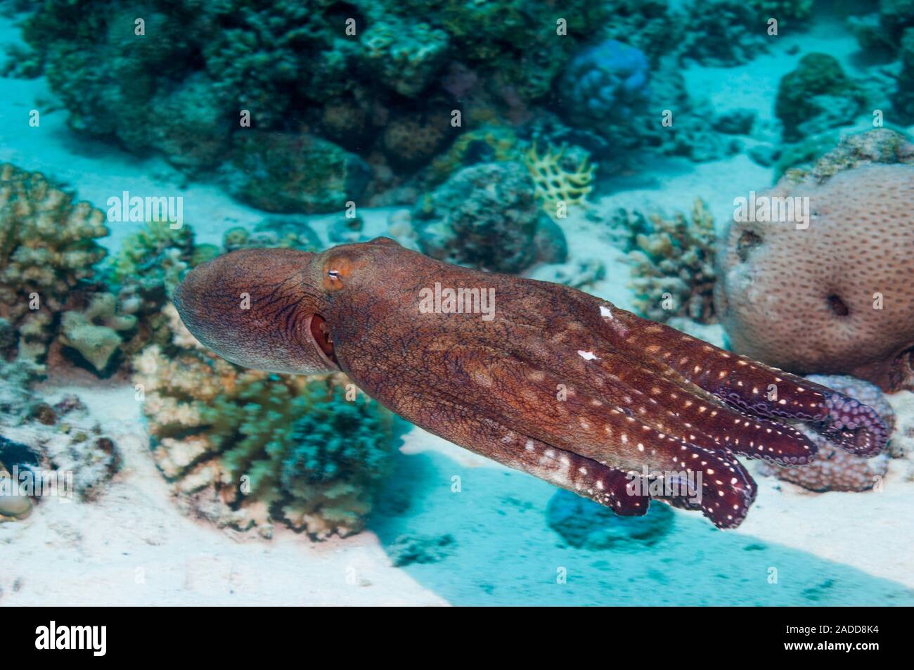 Day octopus (Octopus cyanea) swimming over a reef. This octopus is ...