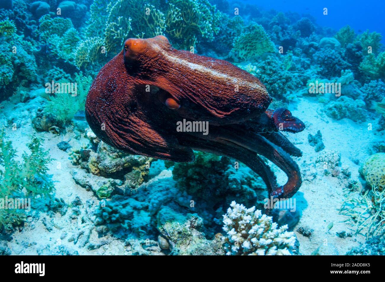 Day octopus (Octopus cyanea) swimming over a reef. This octopus is ...
