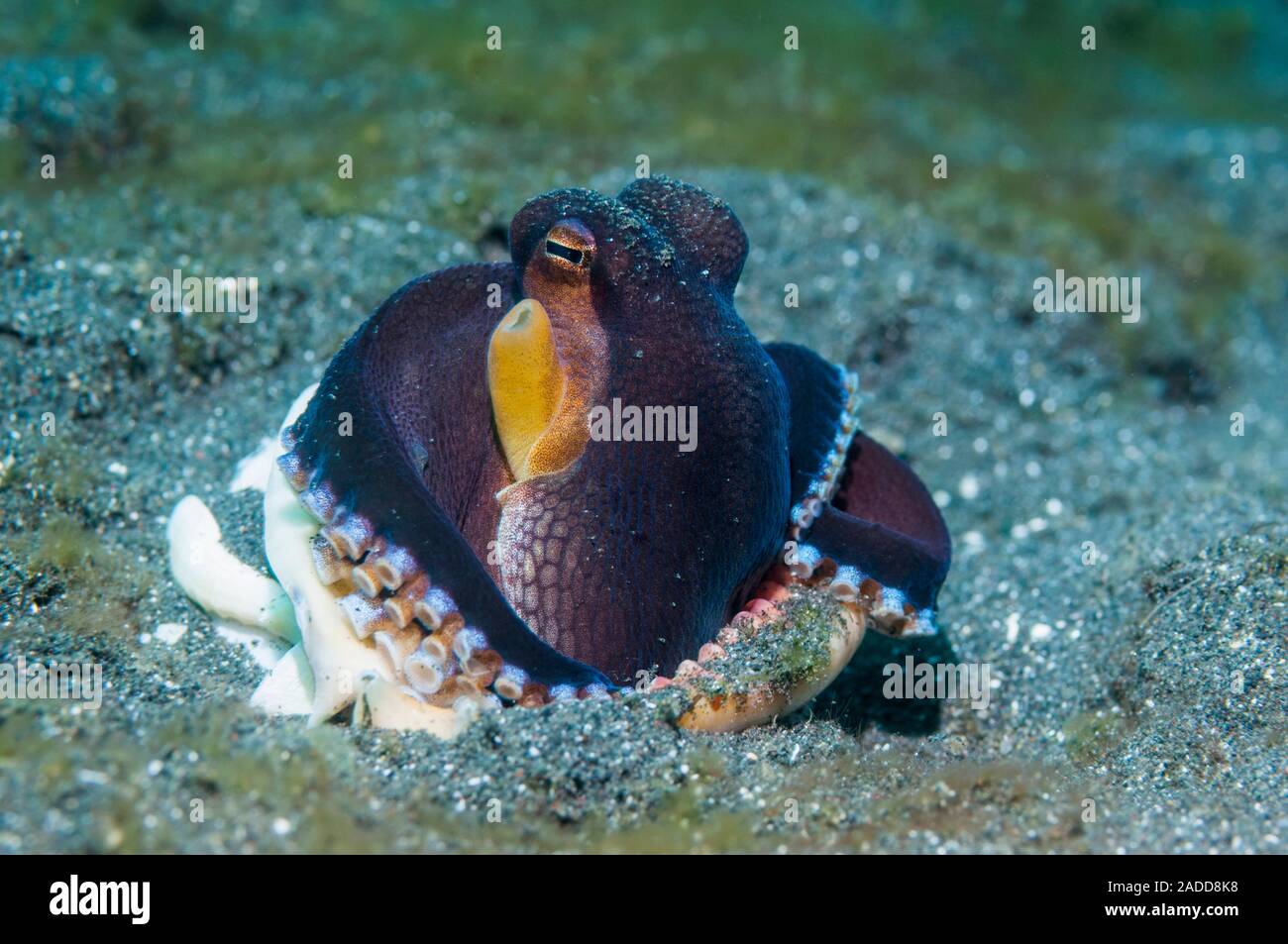 Veined octopus (Amphioctopus marginatus) burrowing into sand. This ...