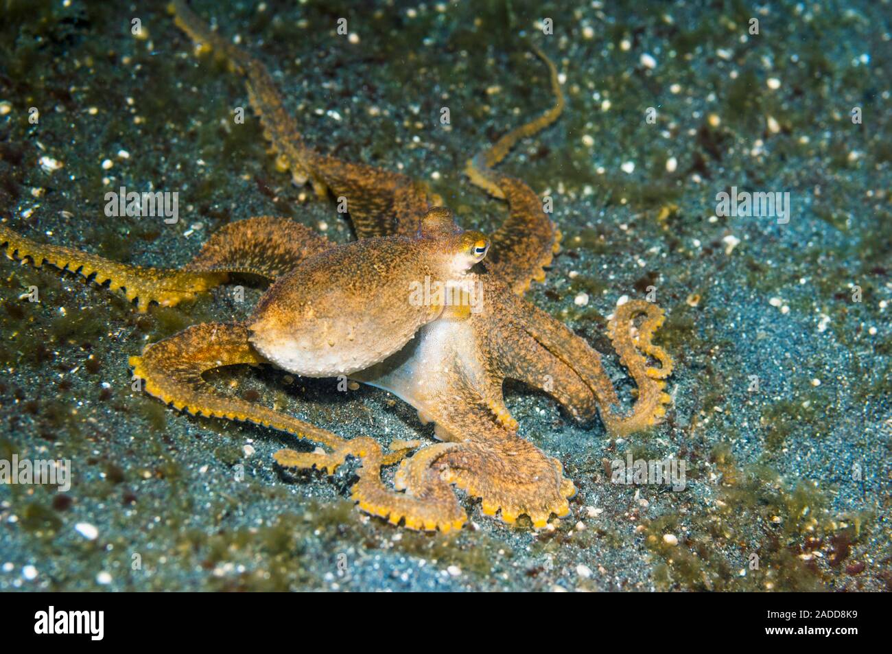 Long-armed octopus (order Octopoda) on a reef. Photographed in the ...