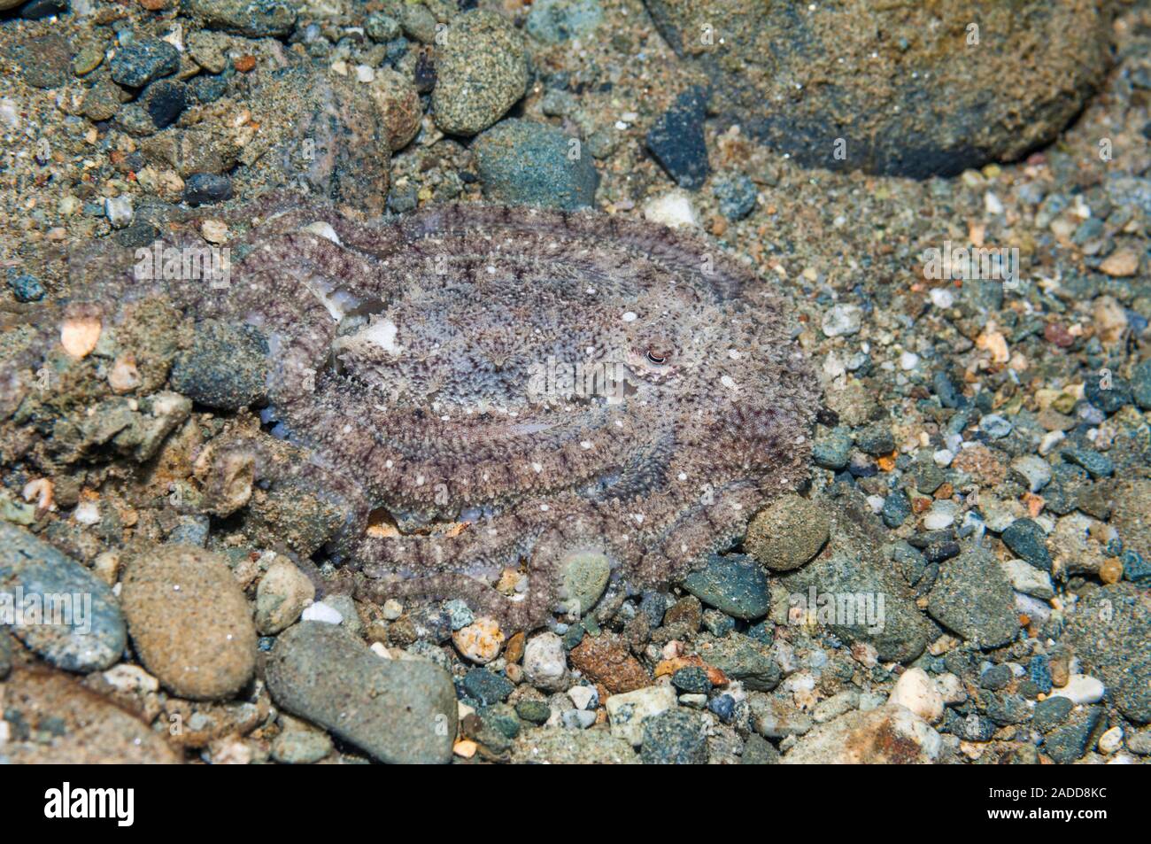 White-V octopus (Abdopus sp.) camouflaged on a reef. Photographed in ...