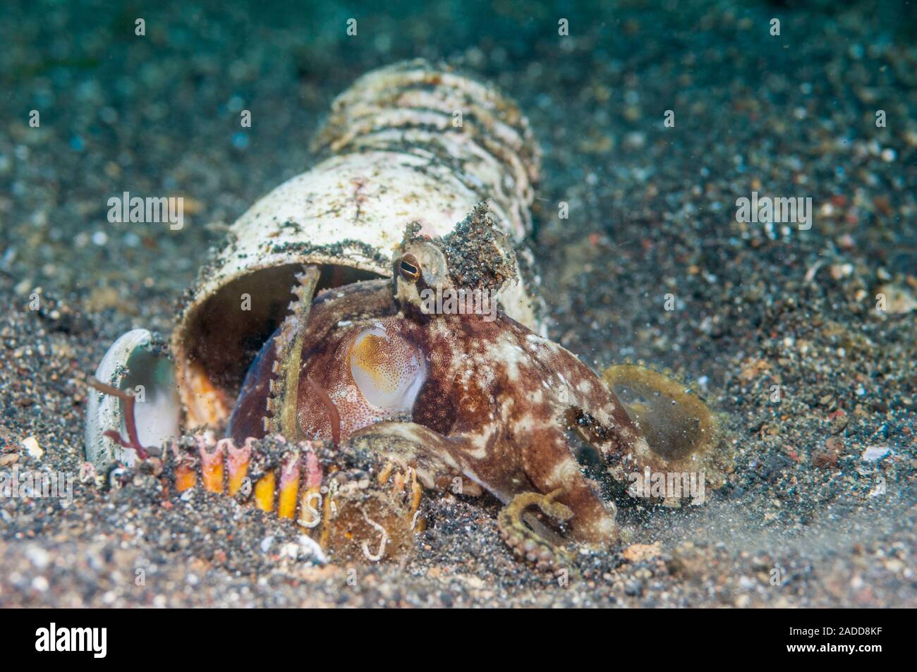 Veined octopus (Octopus marginatus) hiding in empty shell. This octopus ...