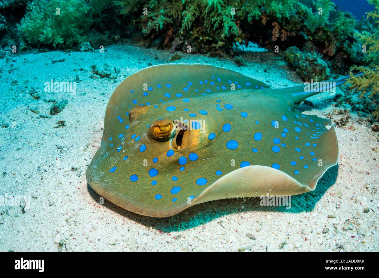 Bluespotted ribbontail ray (Taeniura lymma). This stingray inhabits the ...