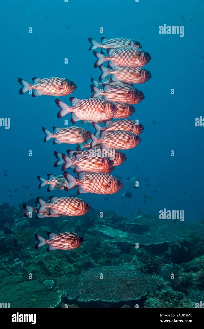 Shadowfin soldierfish (Myripristis adusta) over reef. These soldierfish ...