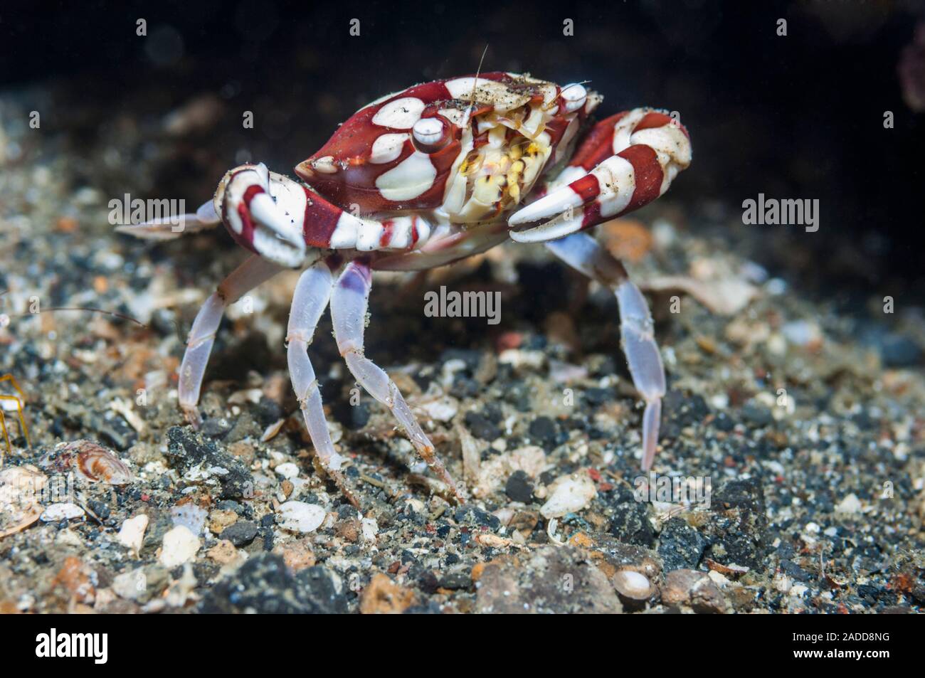 Harlequin swimmer crab (Lissocarcinus laevis). Swimmer crabs (family ...