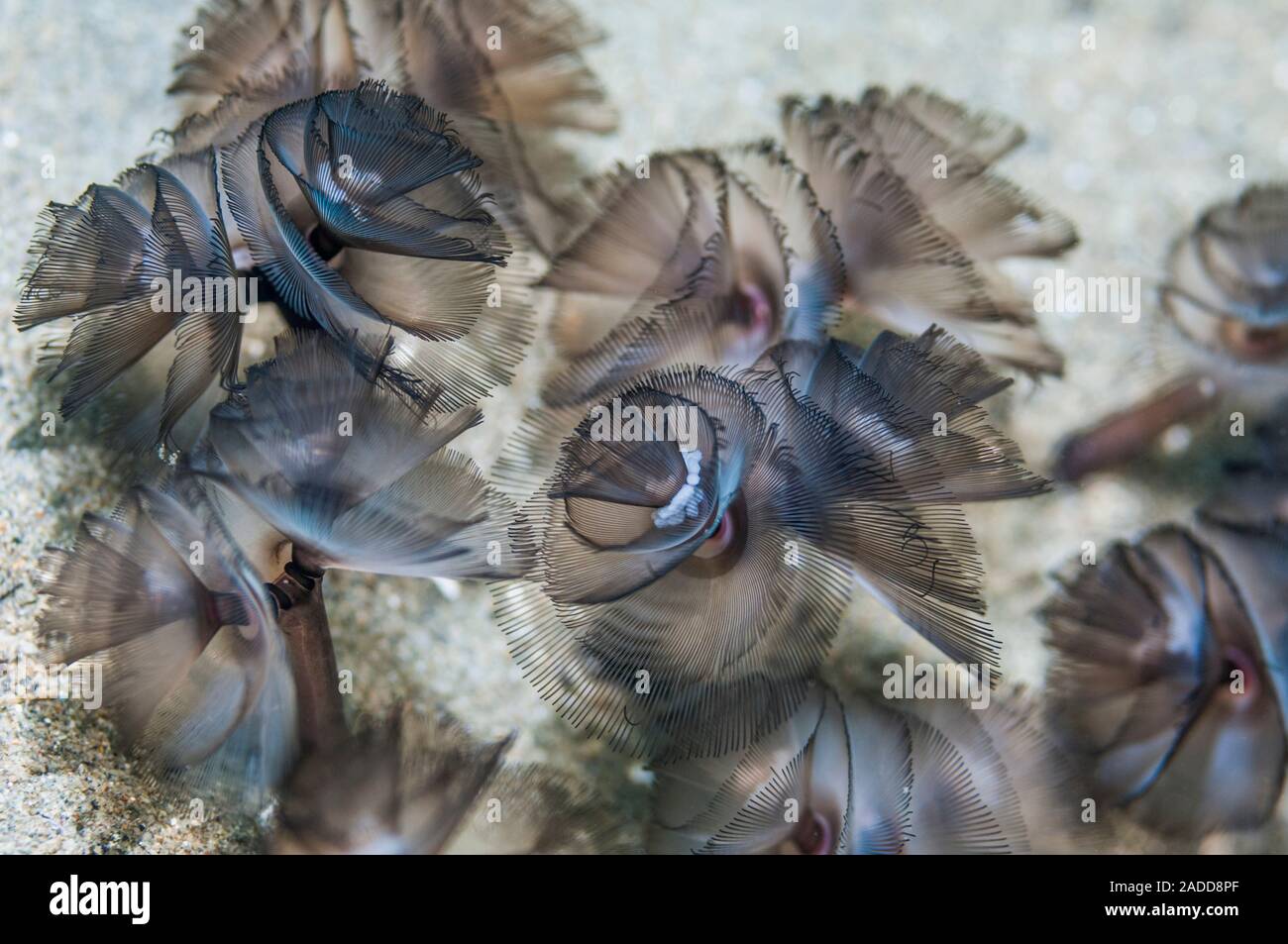Southern horseshoe worms (Phoronis australis). These tubeworms are ...