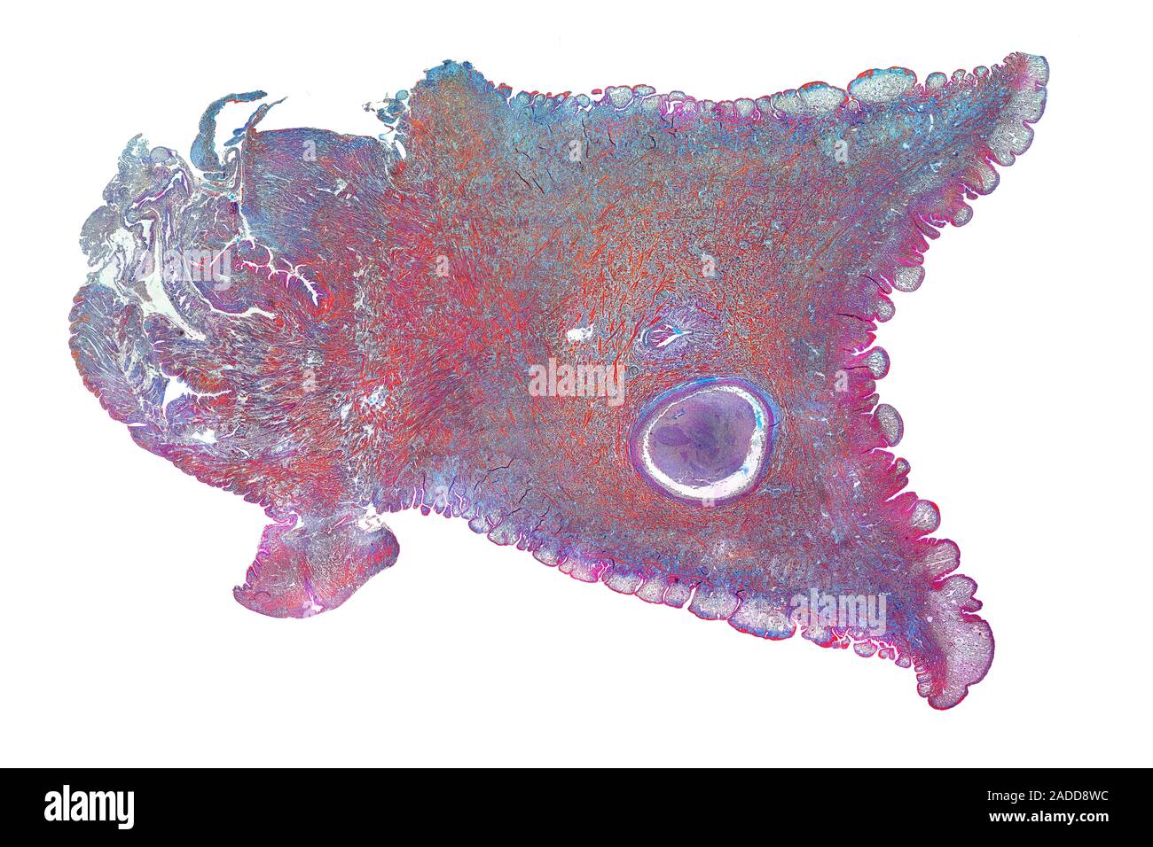 Light micrograph of a cross-section through an edible snail's (Helix ...