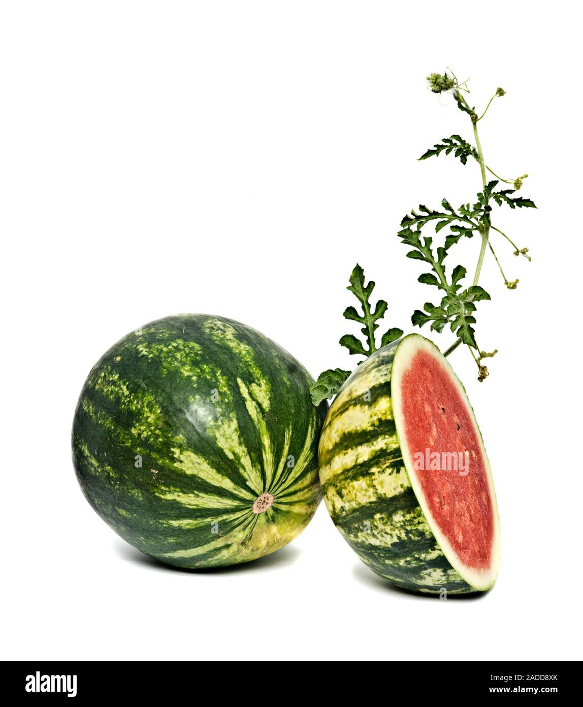 Watermelon with vine isolated on white background Stock Photo - Alamy