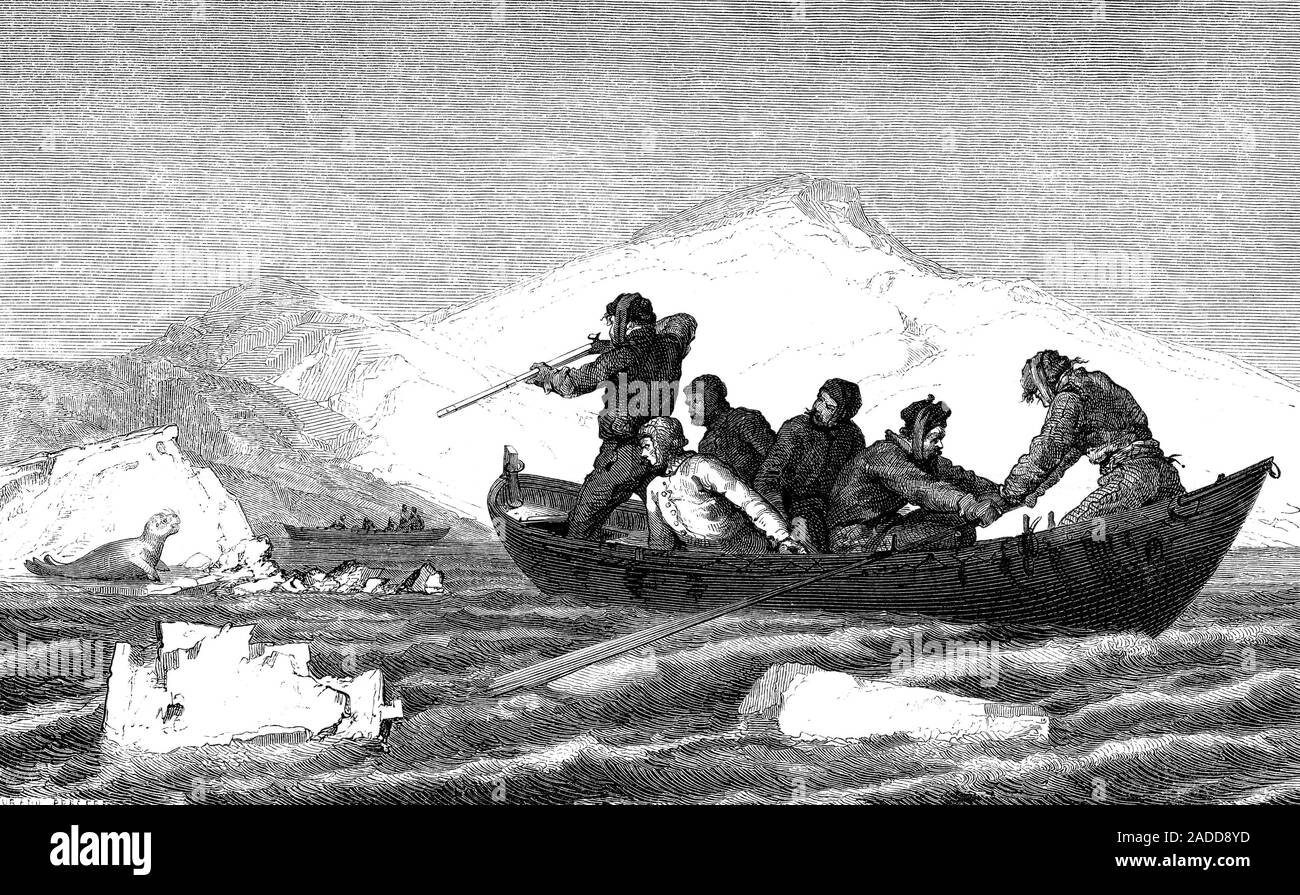 19th Century seal hunters. 1863 illustration showing men hunting seals ...