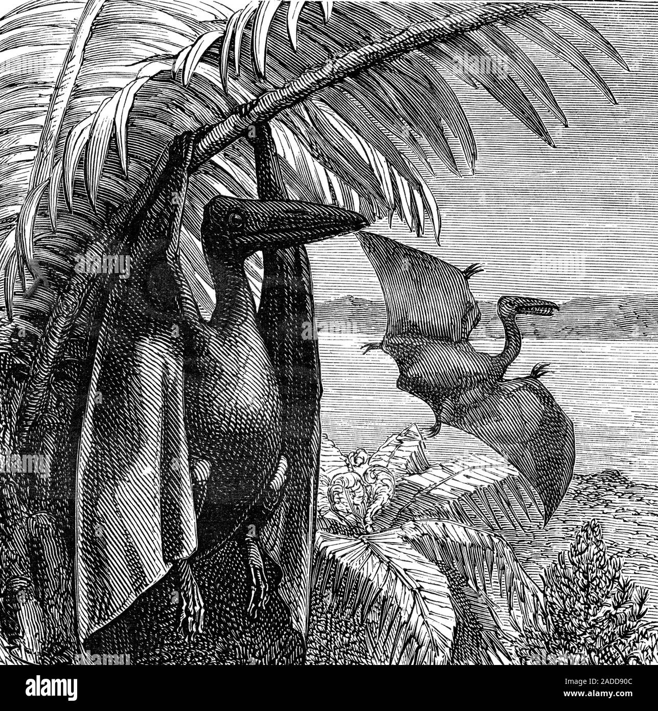 Pterodactyl Facts A Prehistoric Flying Reptile