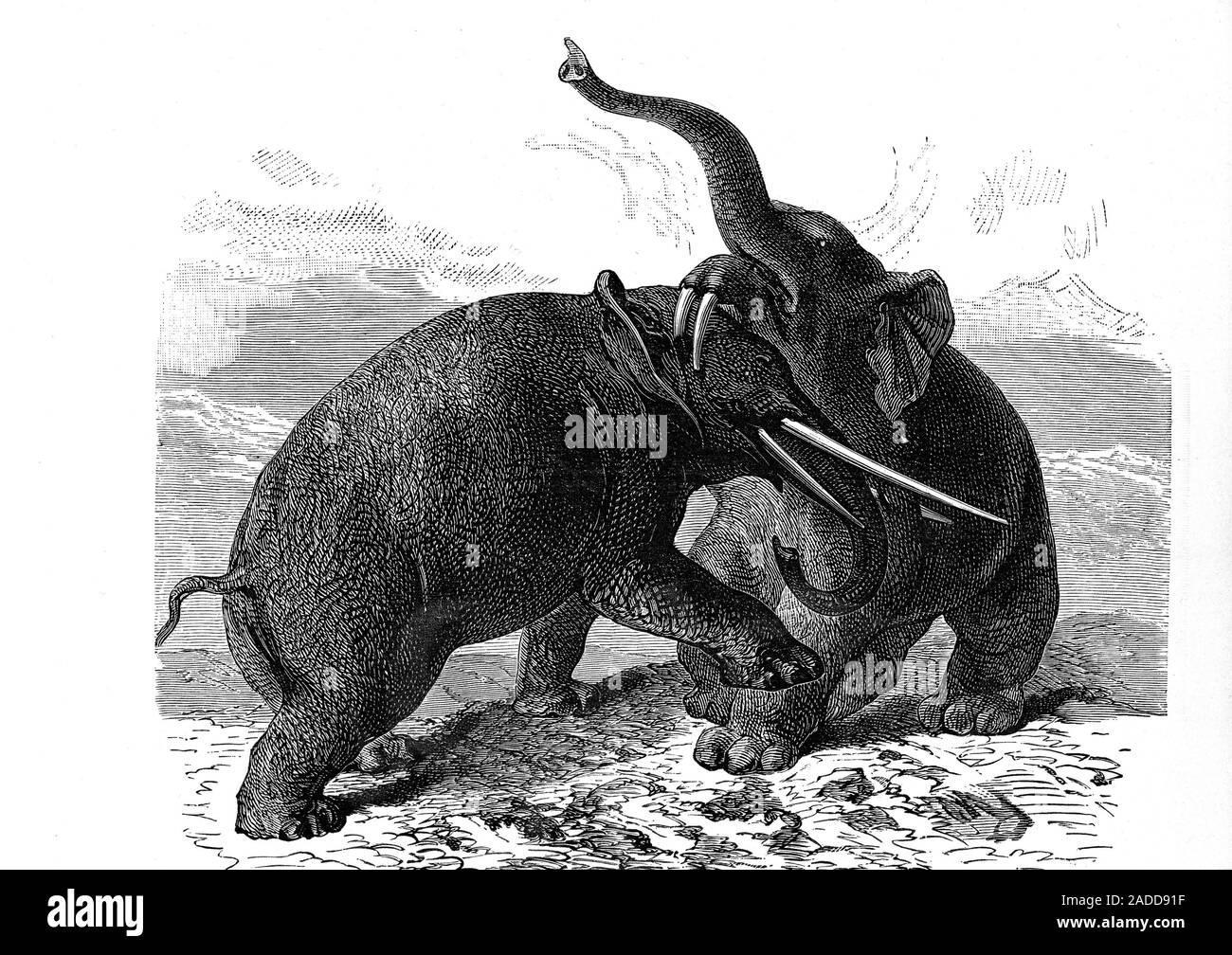 Prehistoric elephants. 1885 illustration of a mastodon (Mammut sp.) and ...