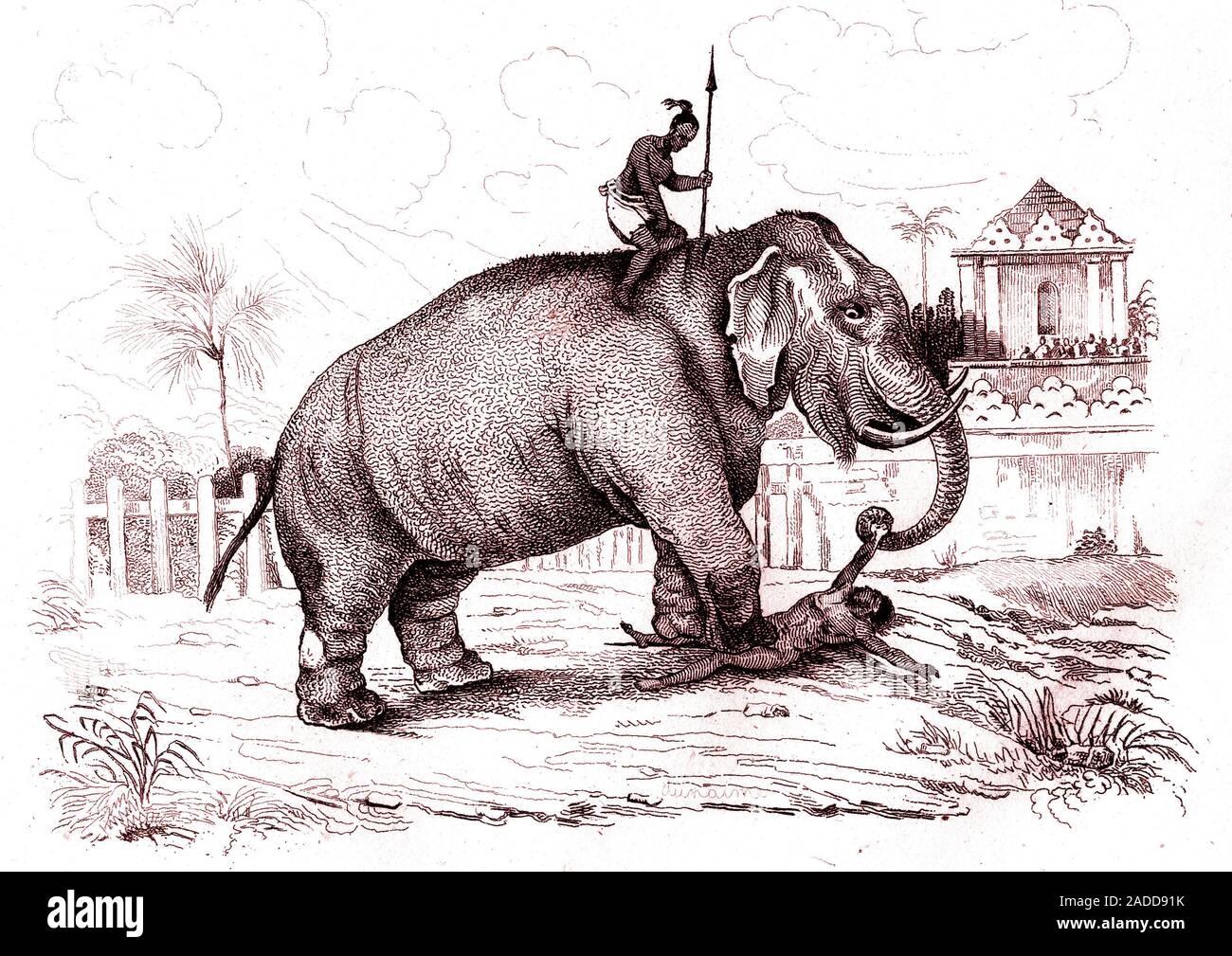 Criminal punishment in Ceylon. 1834 illustration of an elephant ...