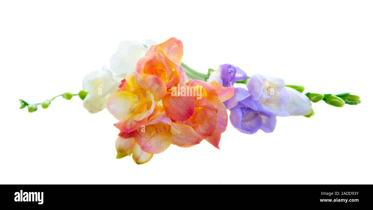 fresh freesia flowers Stock Photo - Alamy