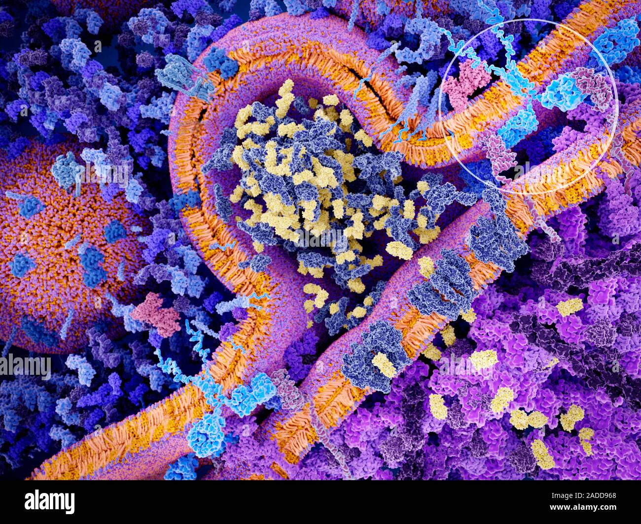 CAR T cell cancer immunotherapy. Illustration of the membrane of a cell ...