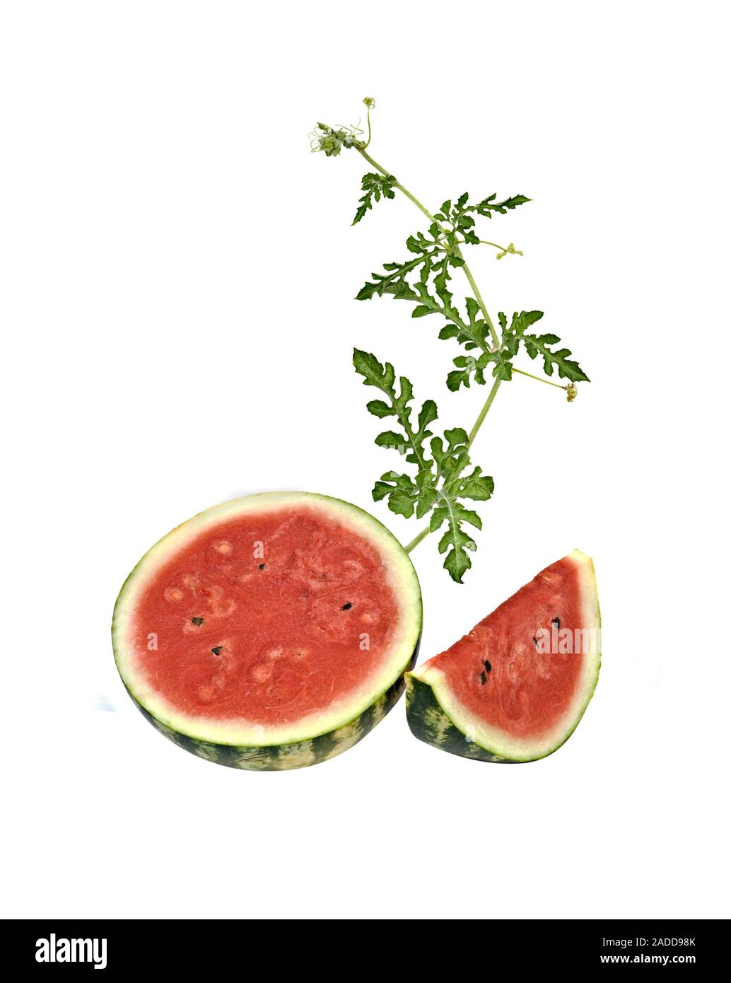 Watermelon section and segment with vine isolated on white background ...