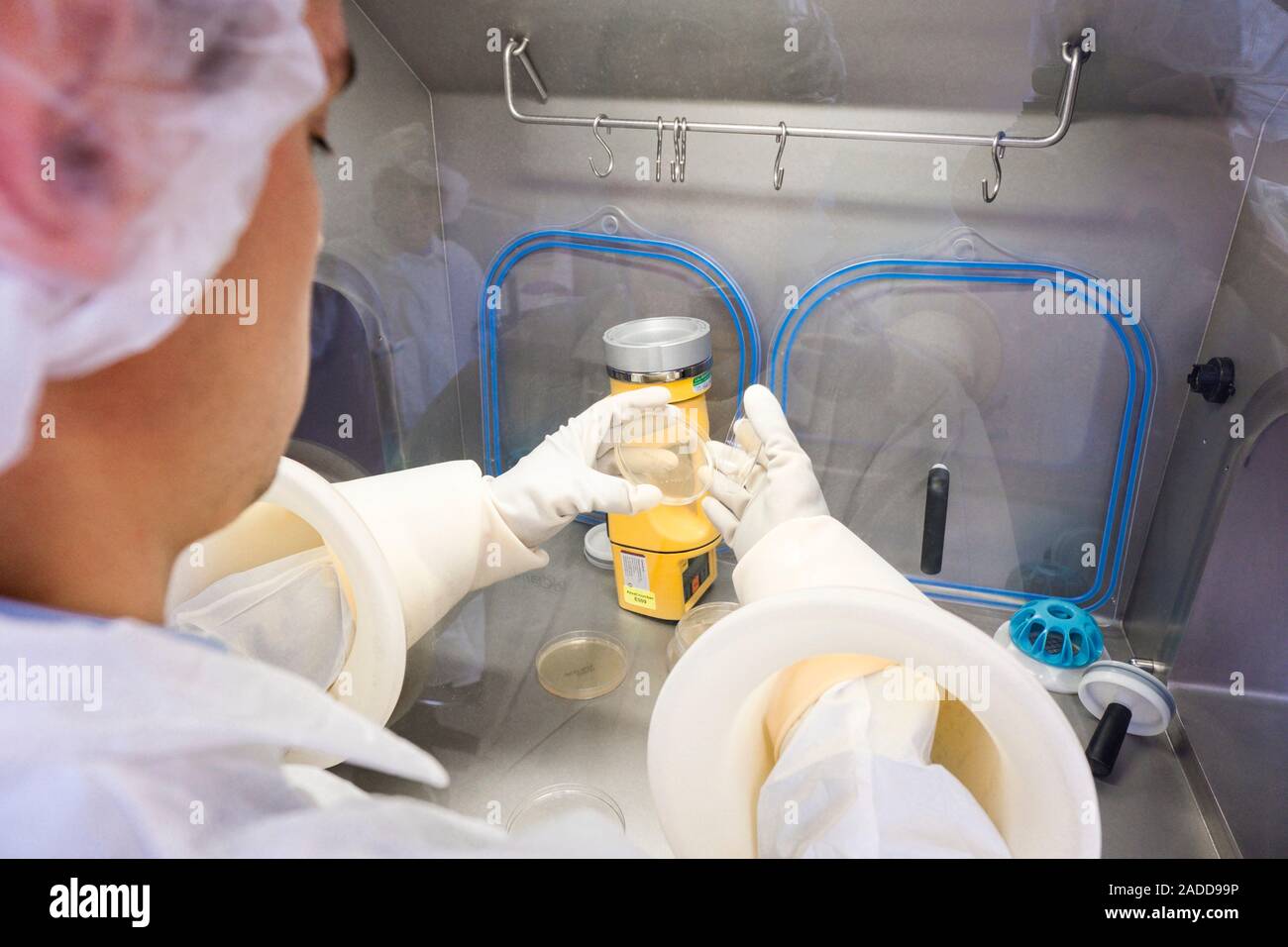 MODEL RELEASED. Faecal microbiota transplant research. Researcher using ...